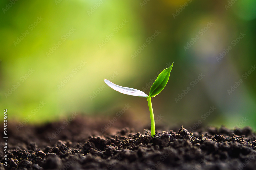 green sprout growing in nature in morning light Stock Photo | Adobe Stock