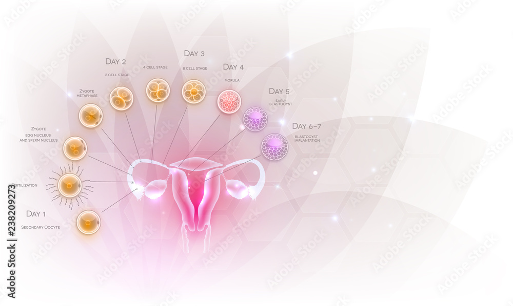 Female reproductive organs uterus and ovaries ovulation, fertilization ...