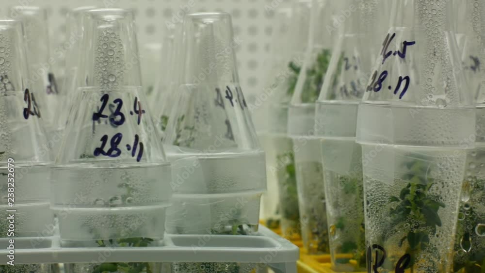 Research scientist medical plants tissue for medicinal purposes ...