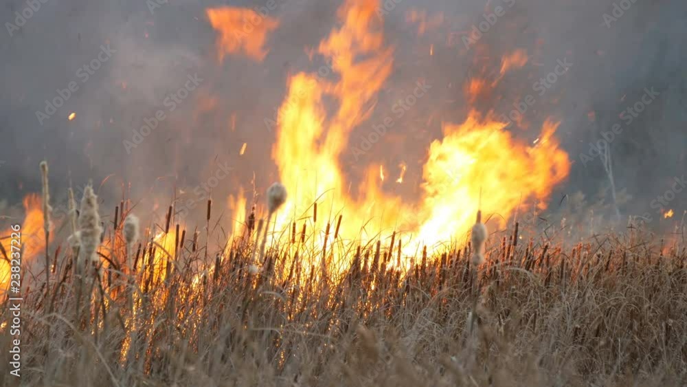 Vidéo Stock Huge high flame of a storm fire that burns dry grass and ...