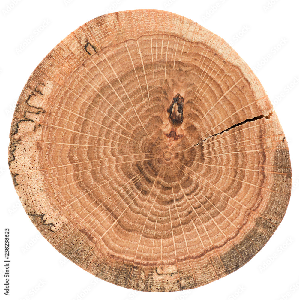Piece of circular wood stump with cracks and annual rings. Oak tree ...