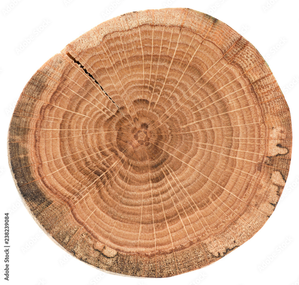 Piece of circular wood cross section with cracks and annual rings. Oak ...