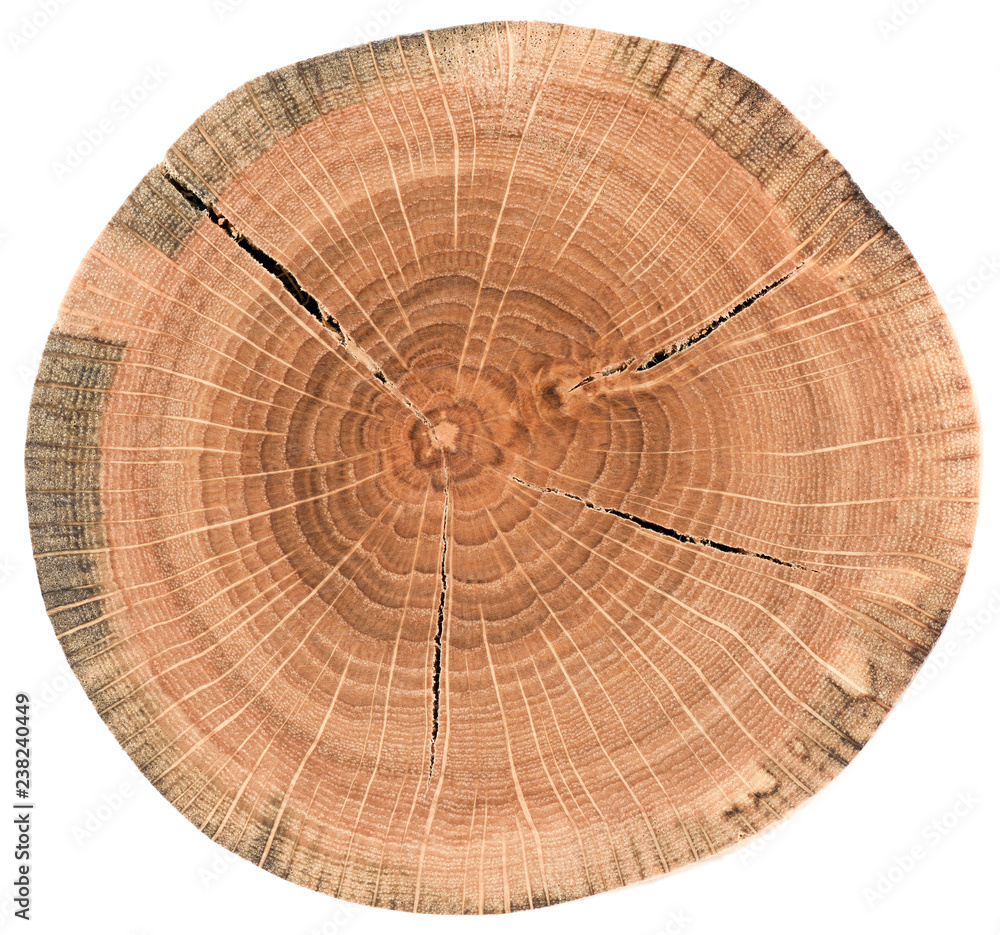 Piece of circular wood cross section with cracks and tree growth rings ...