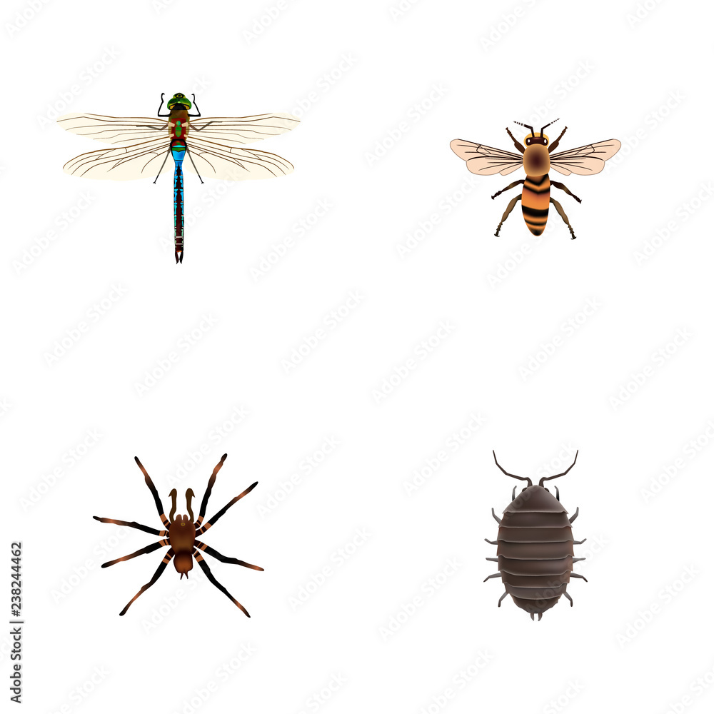 Set of insect realistic symbols with dragonfly, tarantula, bug and ...