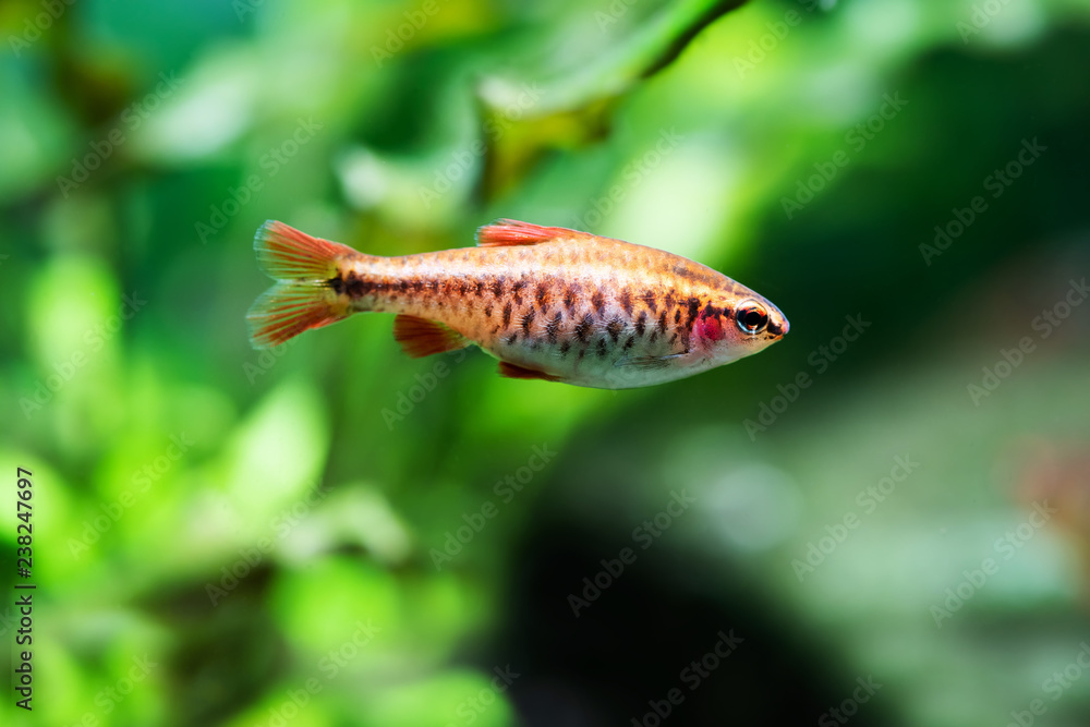 Orange Freshwater Aquarium Fish