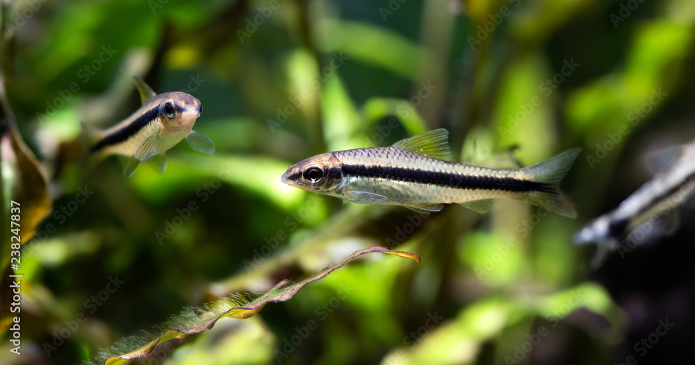 Aquarium scene with two Crossocheilus siamensis Sae algae eater fishes ...