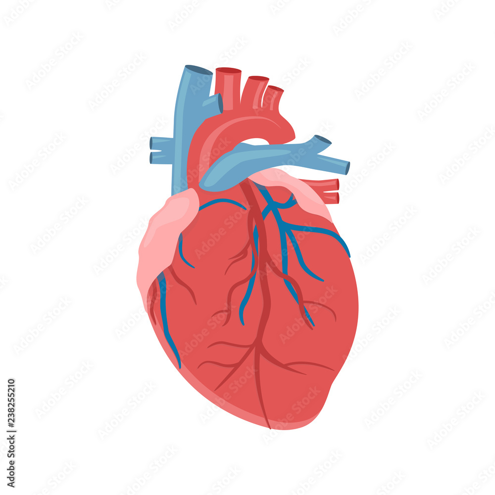 What Is The Anatomy Of The Human Heart Infoupdate what-is-the-anatomy-of-the-human-heart-infoupdate