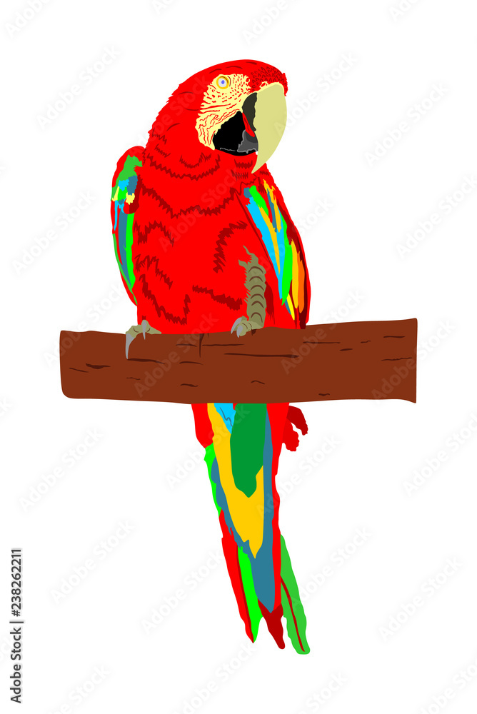 Macaw parrot vector isolated on white background illustration. Sitting ...