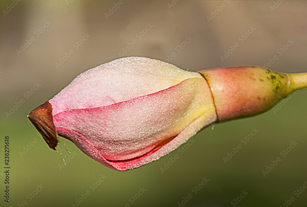 Capullo de la flor del árbol Ceiba speciosa Stock Photo | Adobe Stock