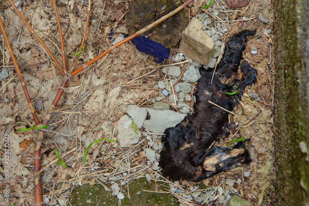 Corpse of a pet. The decaying corpse of a black cat. Dead cat lying on ...