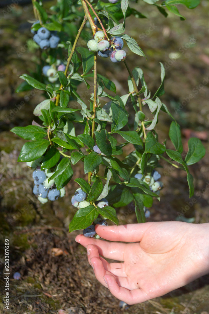 Picking Low Hanging Fruit Off a Blueberry Bush Stock Photo | Adobe Stock