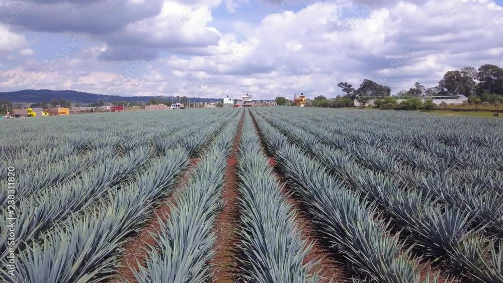 Agave Field 4k Aerial Dolly Drone of Tequila Plants Located in Jalisco ...