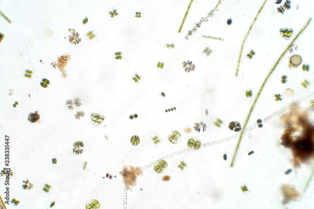 Freshwater aquatic plankton under microscope view Stock Photo | Adobe Stock