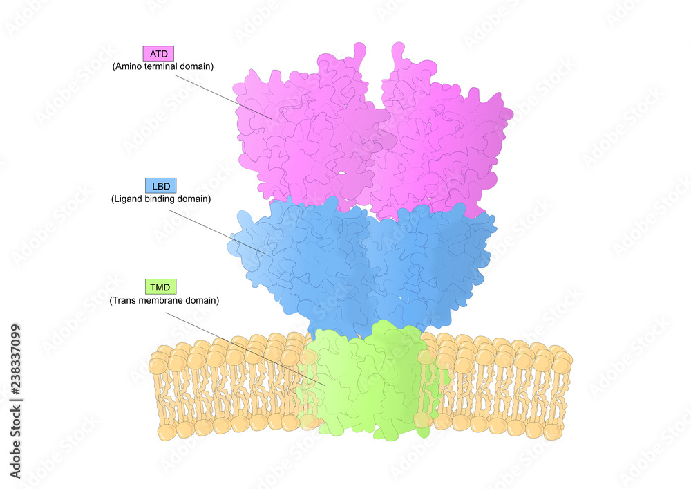 molecular structure of a typical cellular receptor Stock Illustration ...