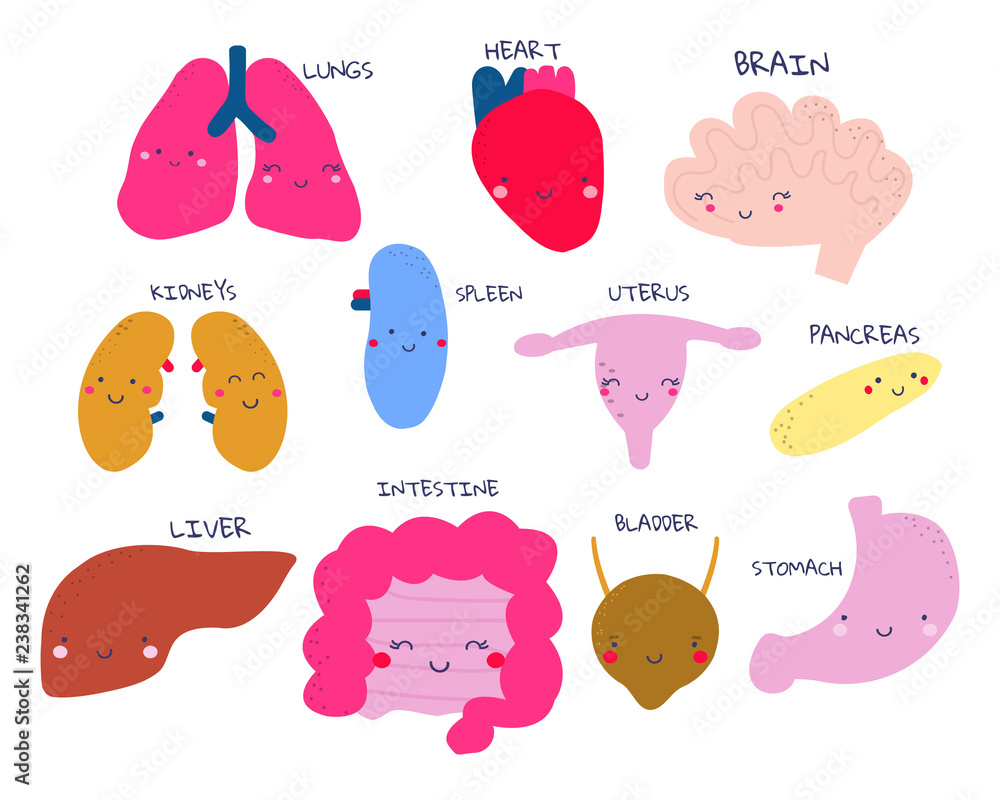 Set of funny internal organs. Medical graphic for kids. Vector hand ...