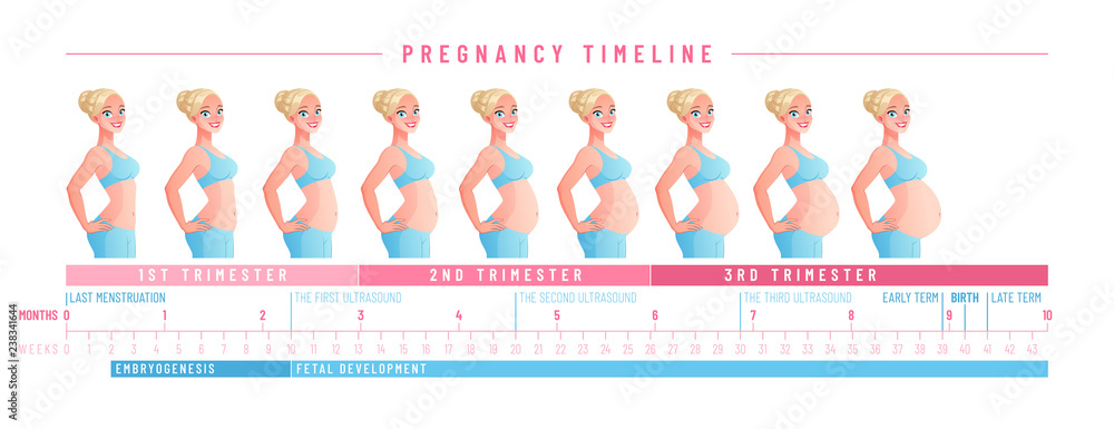Pregnancy timeline by weeks. Isolated vector illustration. Stock Vector ...
