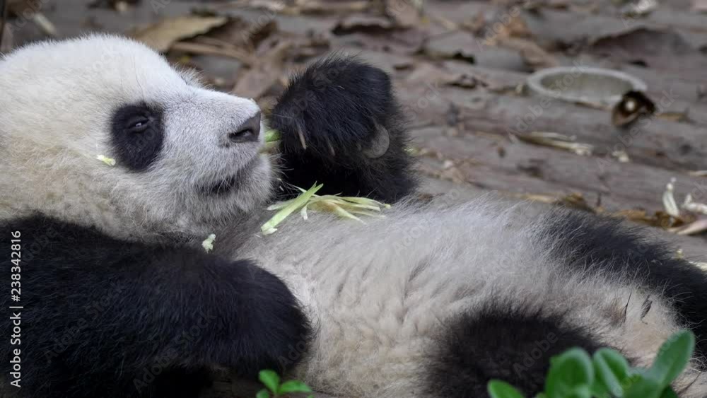 Funny baby panda shot in Chengdu, China. A young adorable giant panda ...