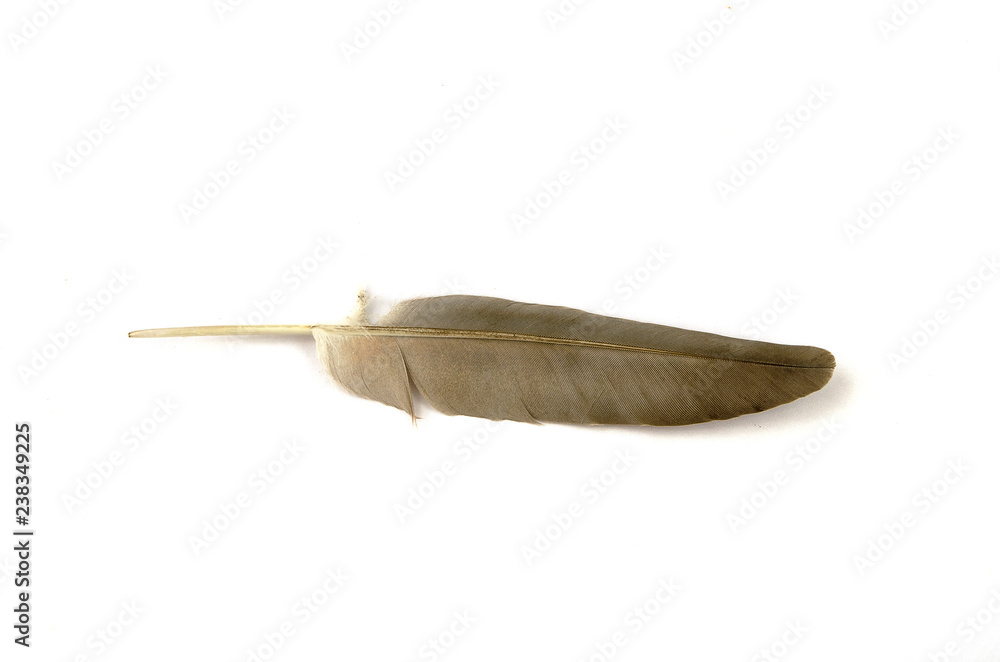 Beautiful feather floating in the air on a white background. Stock ...