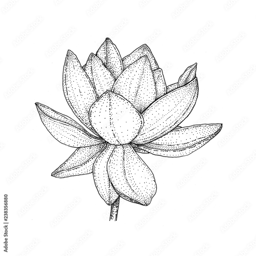Lotus outline drawing for coloring Stock Illustration | Adobe Stock