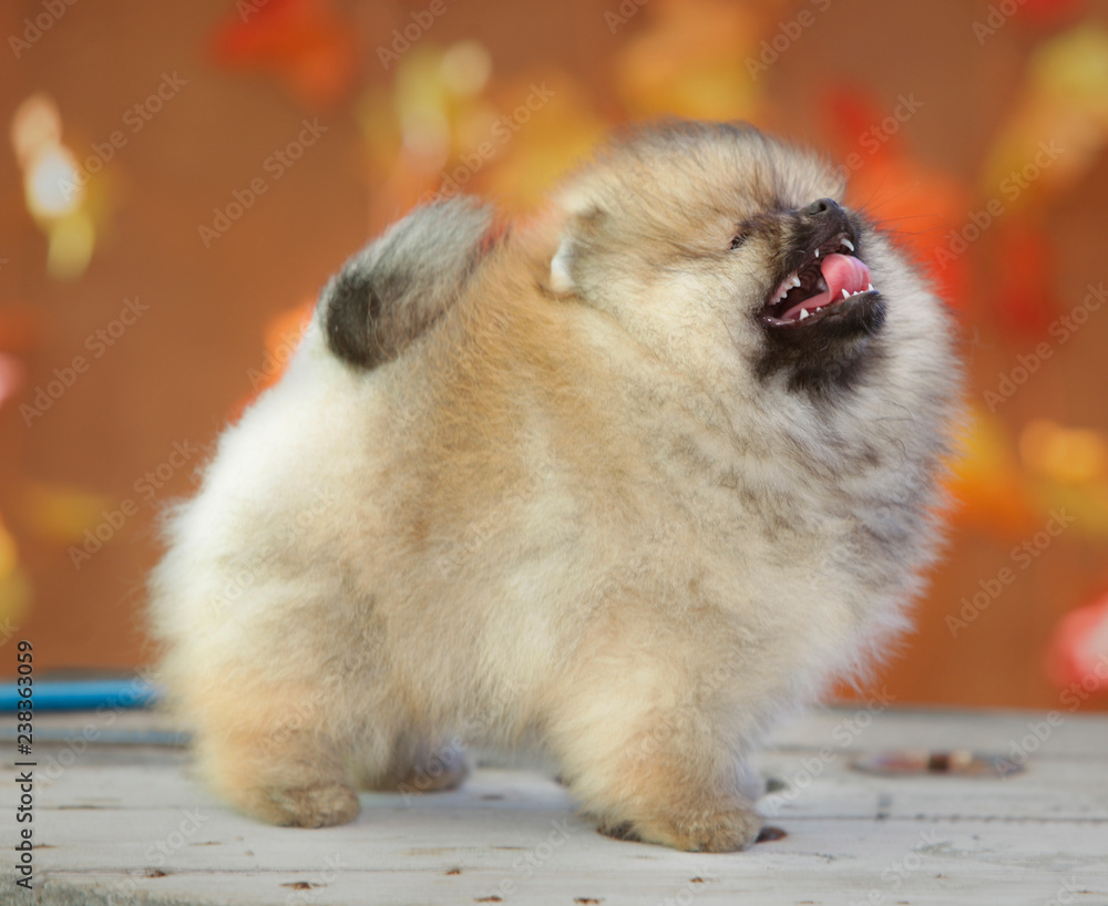 Angry Pomeranian dog Stock Photo | Adobe Stock