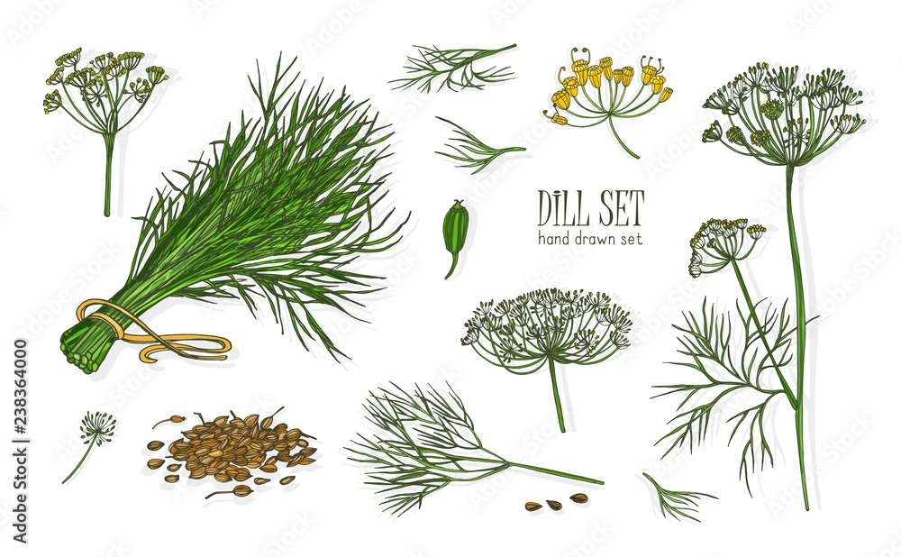 Collection Of Elegant Drawings Of Dill Plant With Flowers Leaves And Seeds Isolated On White