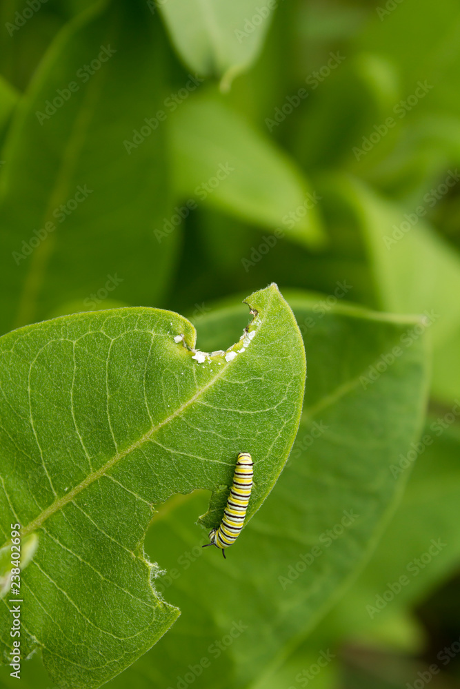 Baby Monarch Caterpillar