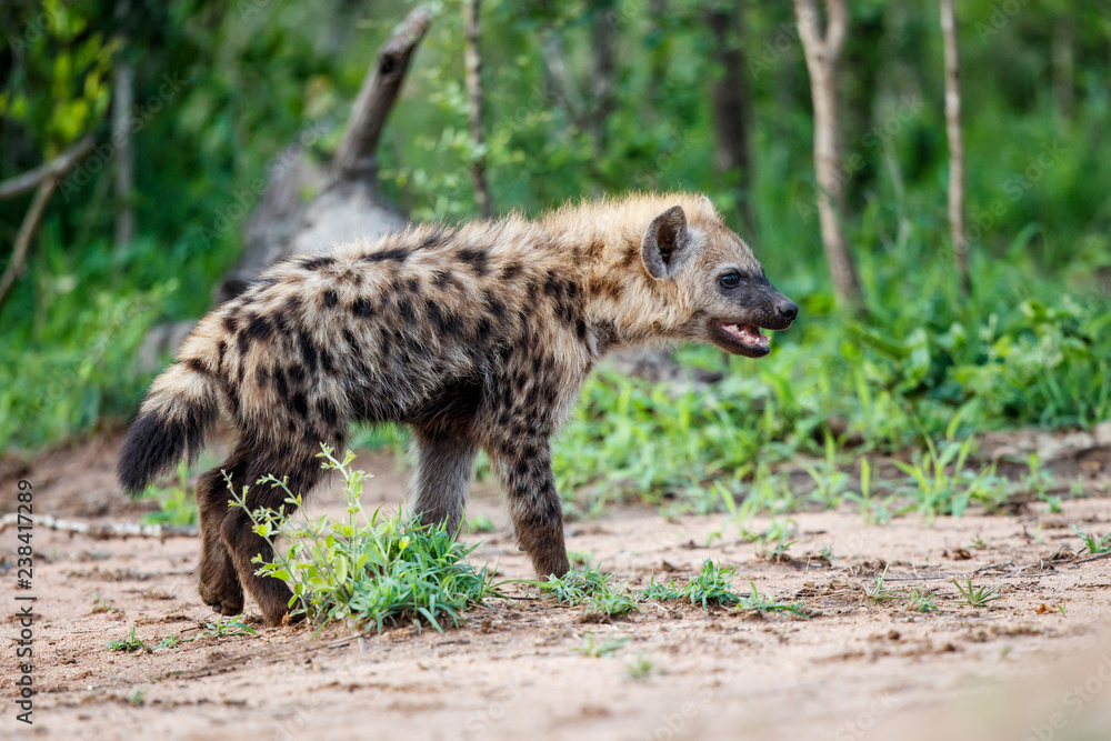 Hyena pup at the hyena den in the early morning in Sabi Sands Game ...