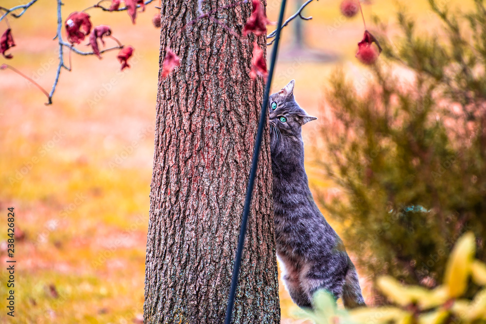 Cat posing behind the tree Stock Photo | Adobe Stock