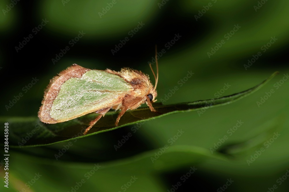 A Slug Moth perches on a leaf during the night. These moths come from ...