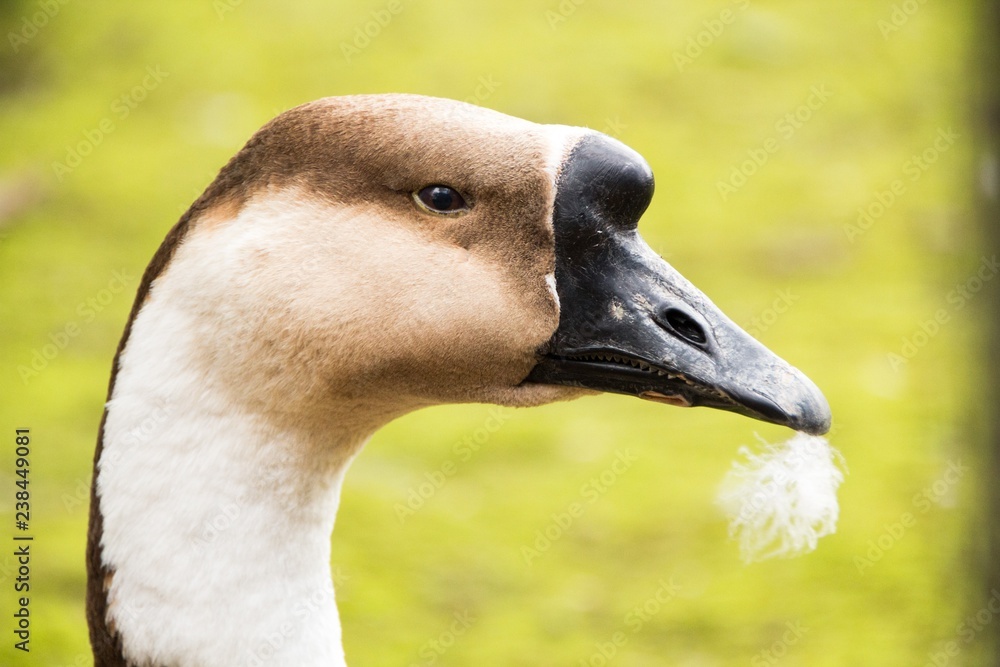Angry Goose