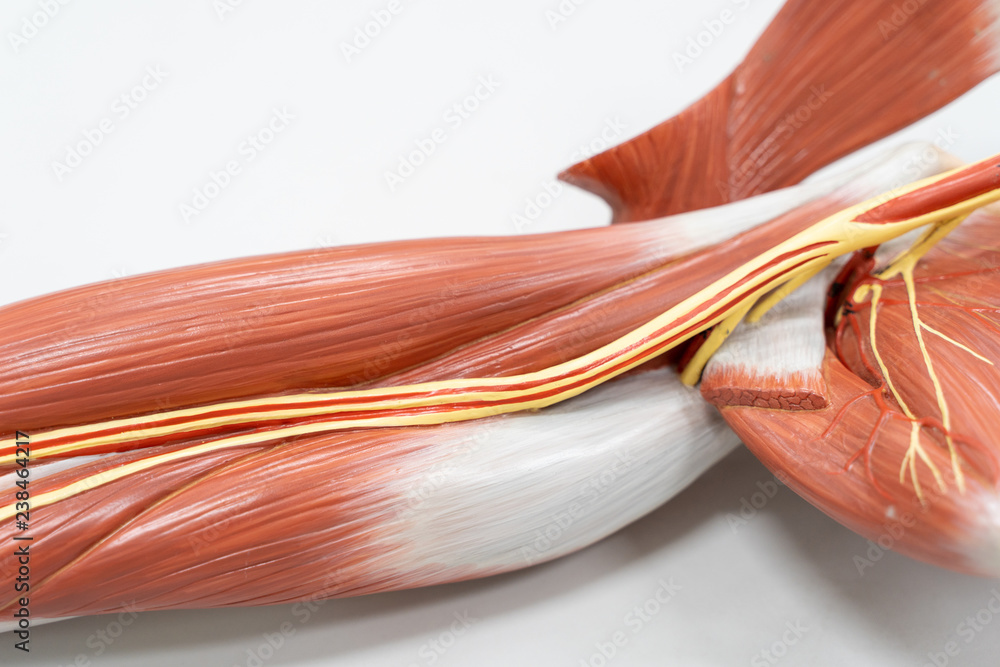 Muscles of the arm for anatomy education. Stock Photo | Adobe Stock