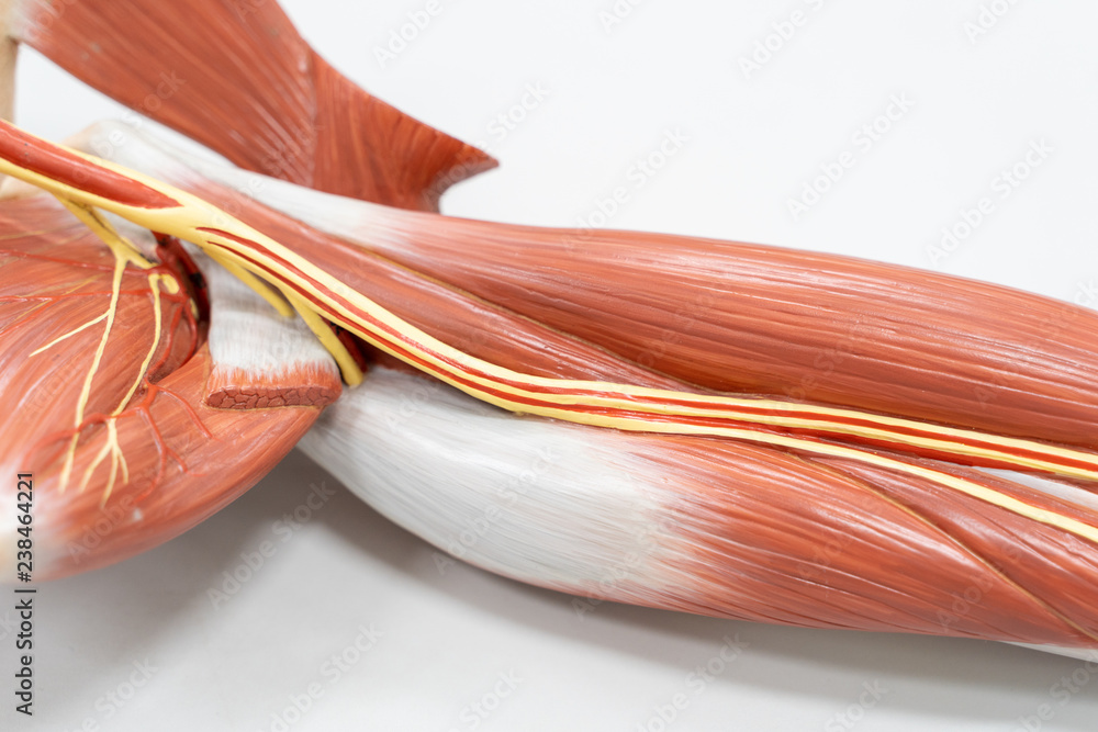 Muscles of the arm for anatomy education. Stock Photo | Adobe Stock