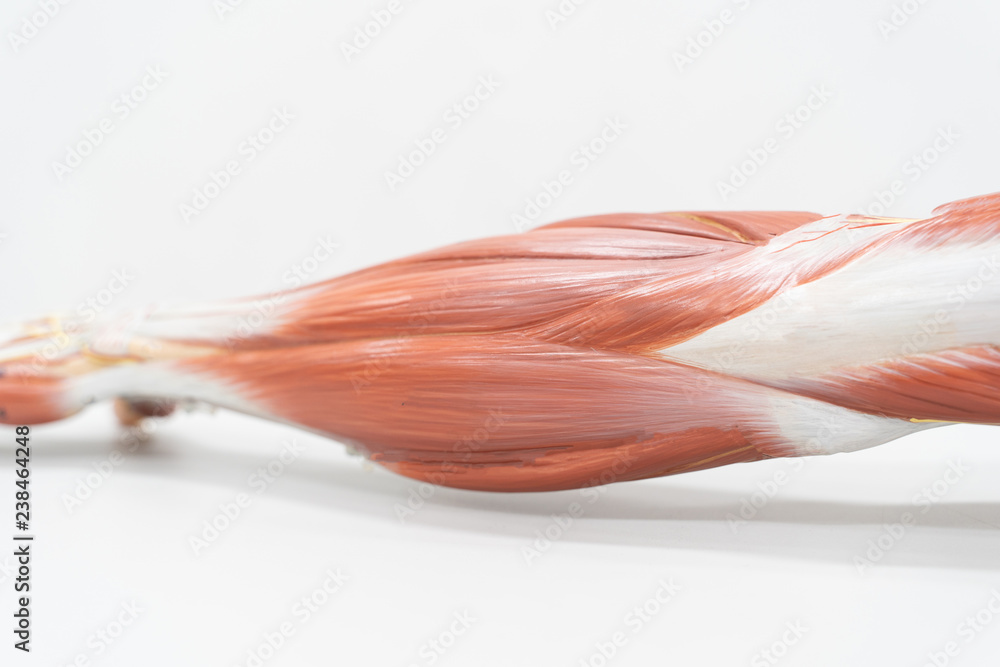 Muscles of the arm for anatomy education. Stock Photo | Adobe Stock