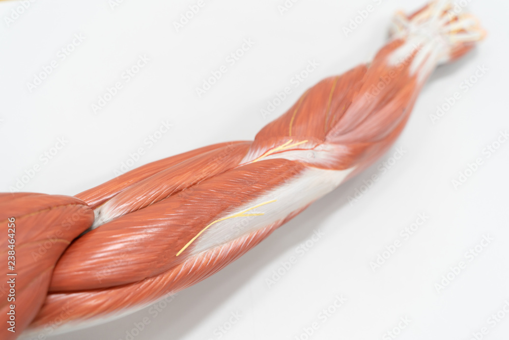 Muscles of the arm for anatomy education. Stock Photo | Adobe Stock