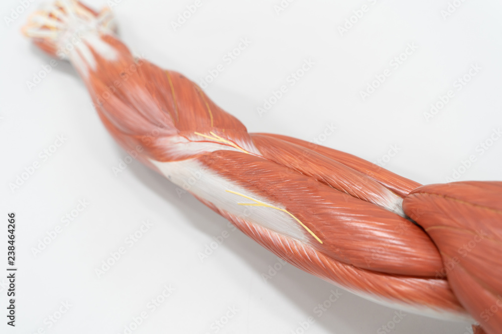 Muscles of the arm for anatomy education. Stock Photo | Adobe Stock
