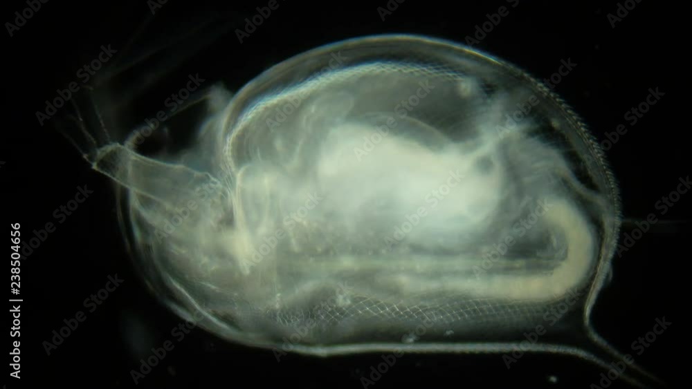 Daphnia under a microscope on a black background. Microscopic movement ...