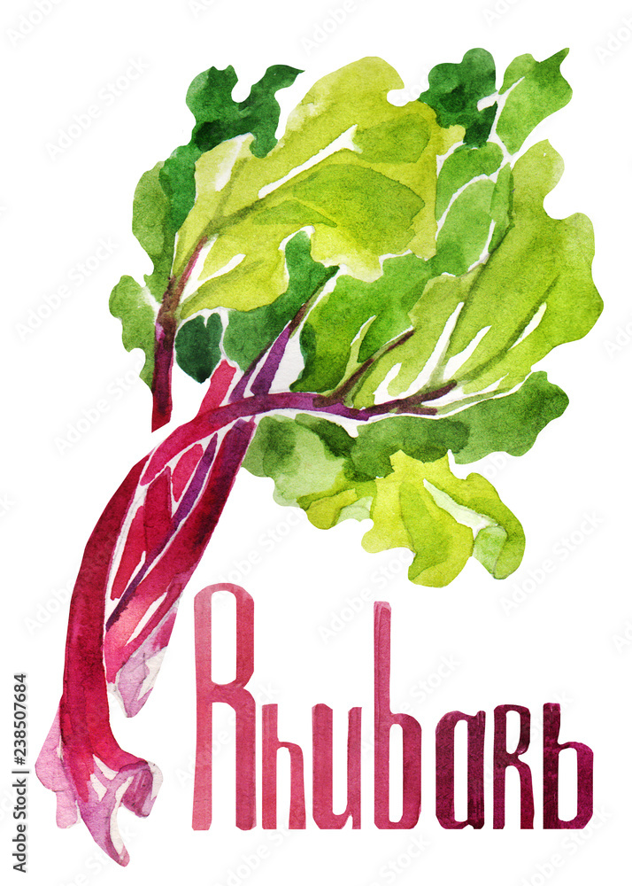 Rhubarb. Hand drawing watercolor on white background with title. Stock ...