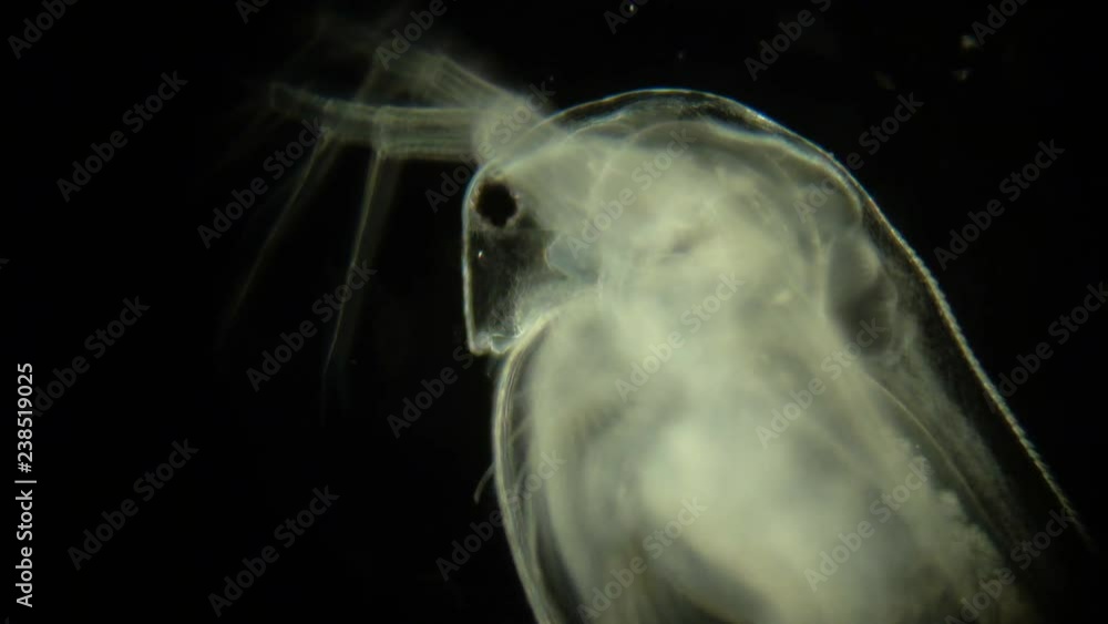 Daphnia under a microscope on a black background. Microscopic movement ...