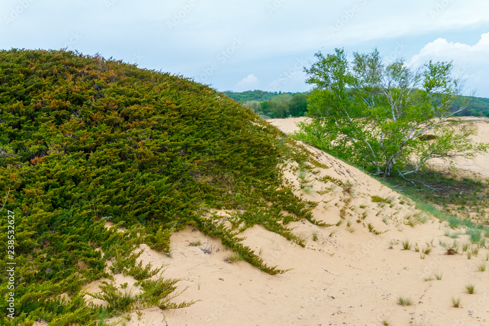 The sandy desert dune covered with the savin juniper shrub (binomial ...