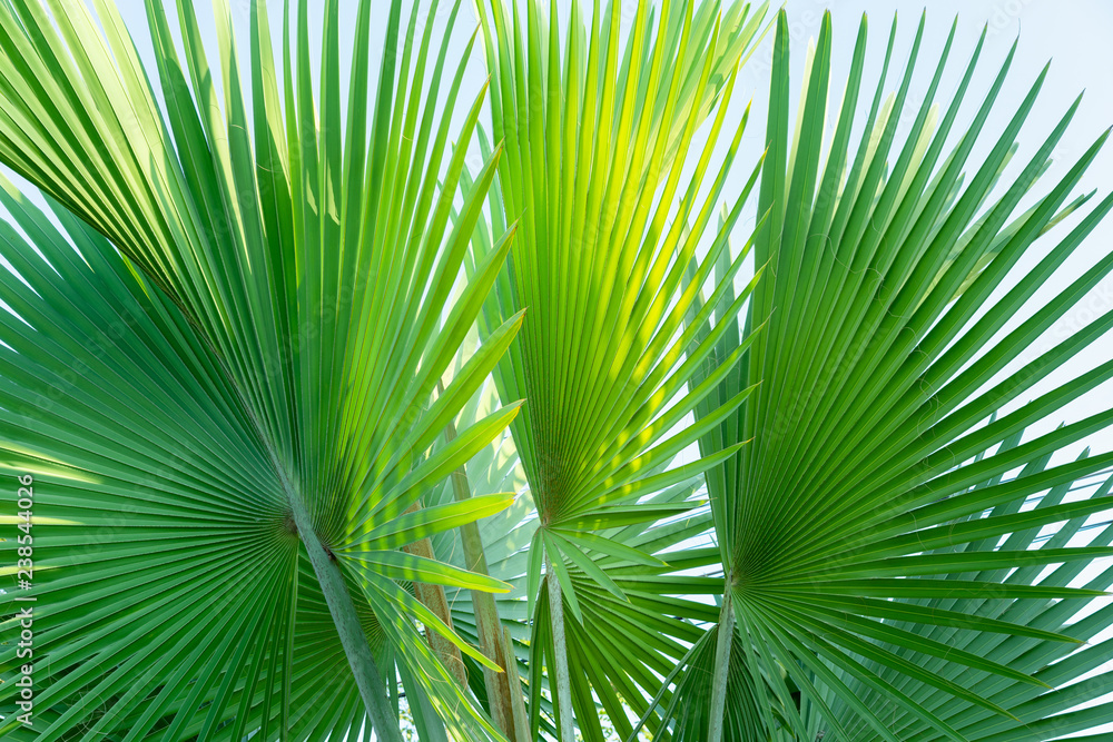 Fiji fan palm, Pritchardia pacifica, Nature green leaves Stock Photo ...