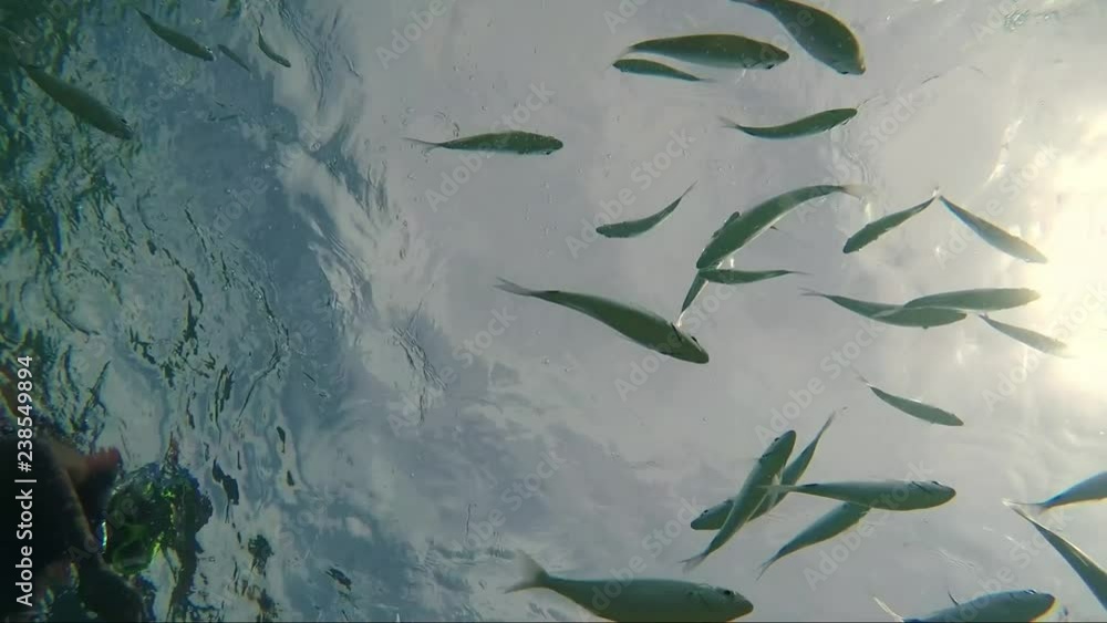 diver looking at Flock of gilt-head bream fish under sea water sun ...