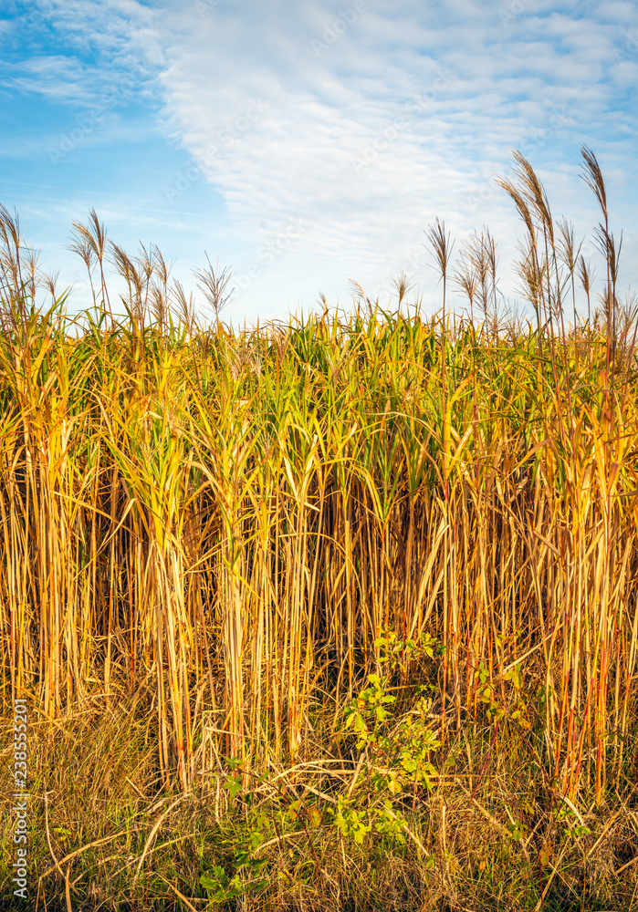 At the edge of mature yellow Elephant Grass or Miscanthus giganteus ...