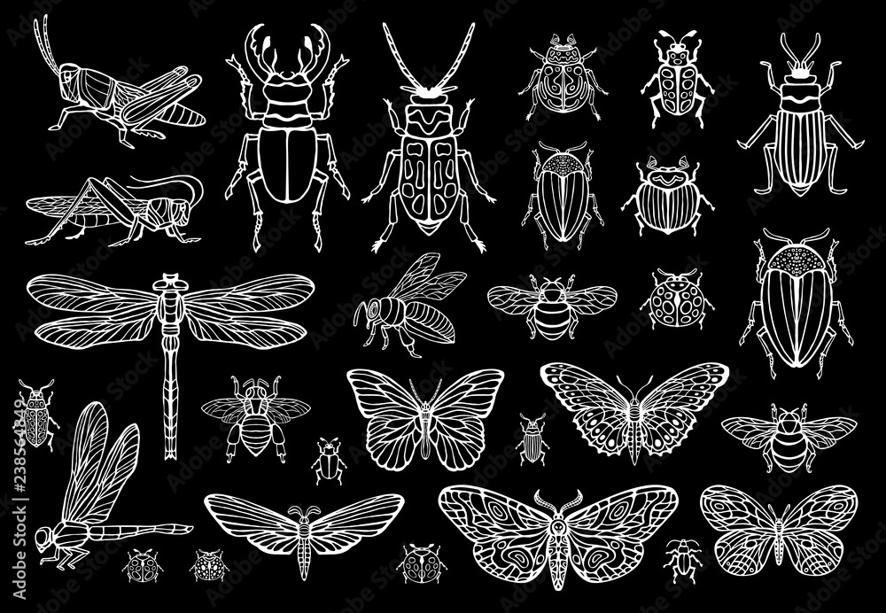 Big hand drawn line set of insects bugs, beetles, honey bees, butterfly ...