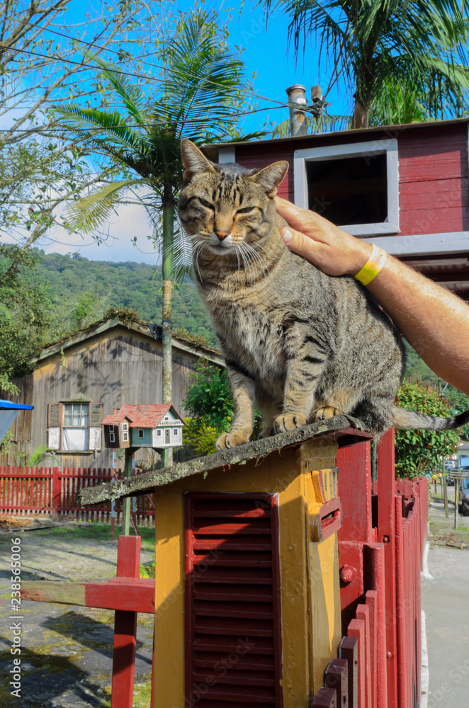 Gato rajado, sem raça definida, encima de caixa de correio em cores ...