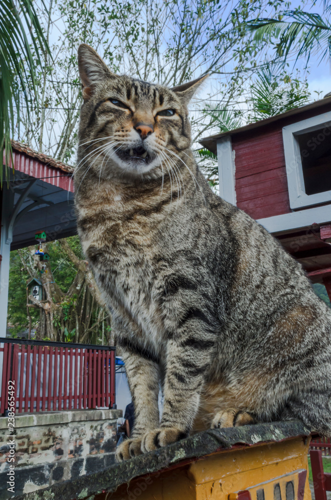 Gato rajado, sem raça definida, encima de caixa de correio em cores ...