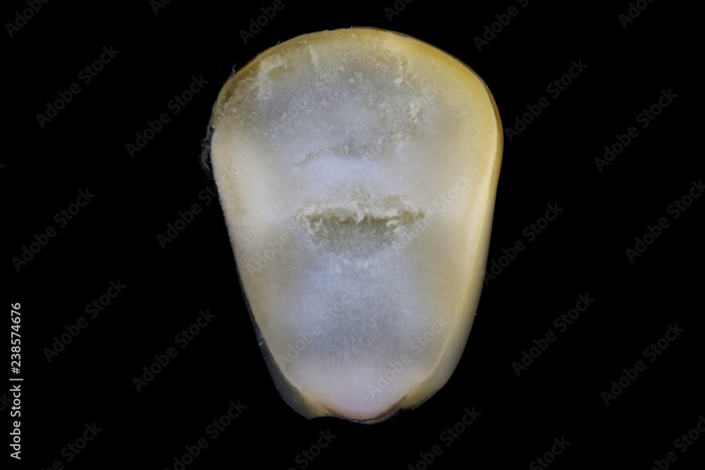 Cross Section through cooked Corn Kernel Stock Photo | Adobe Stock