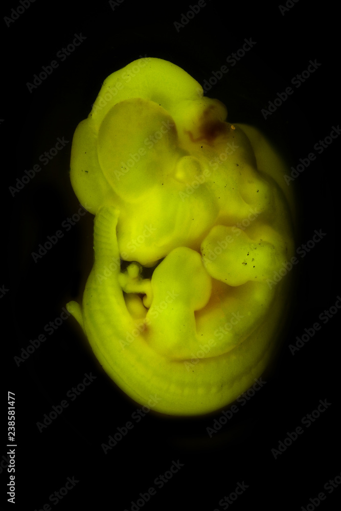 Fluorescence Mouse Embryo Stained with GFP, provided by UConn MCB ...