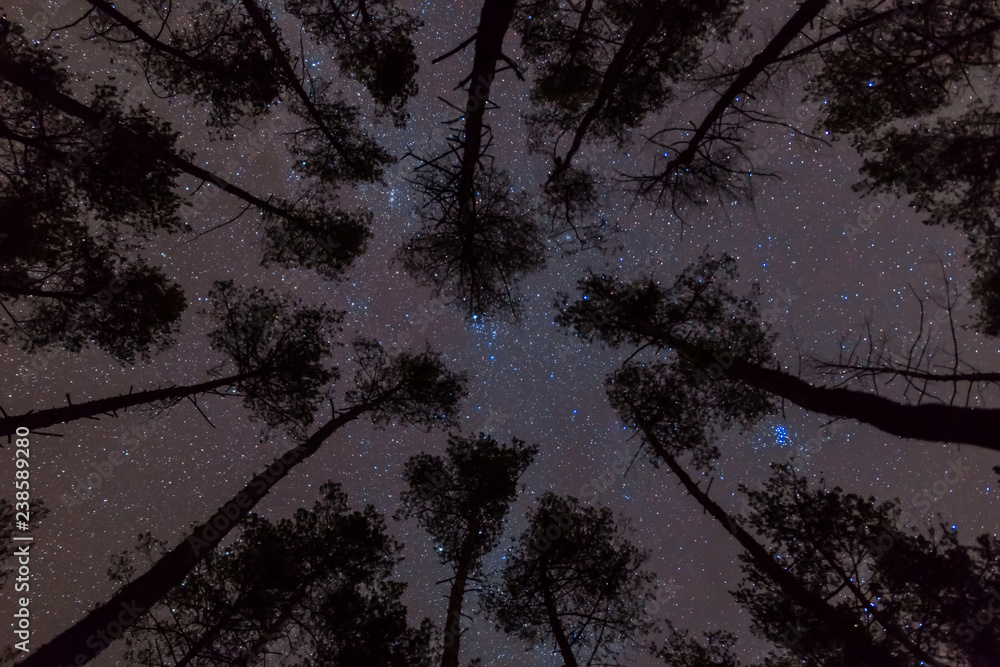 Pine Tree Forest At Night