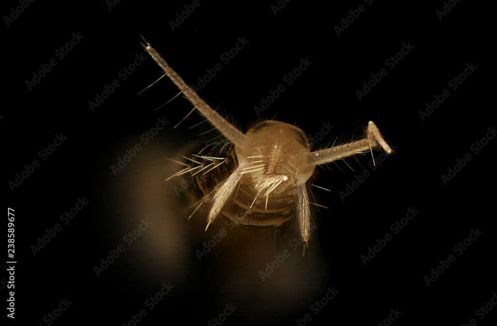 Lepisma saccharina, commonly known as a silverfish or fish moth ...