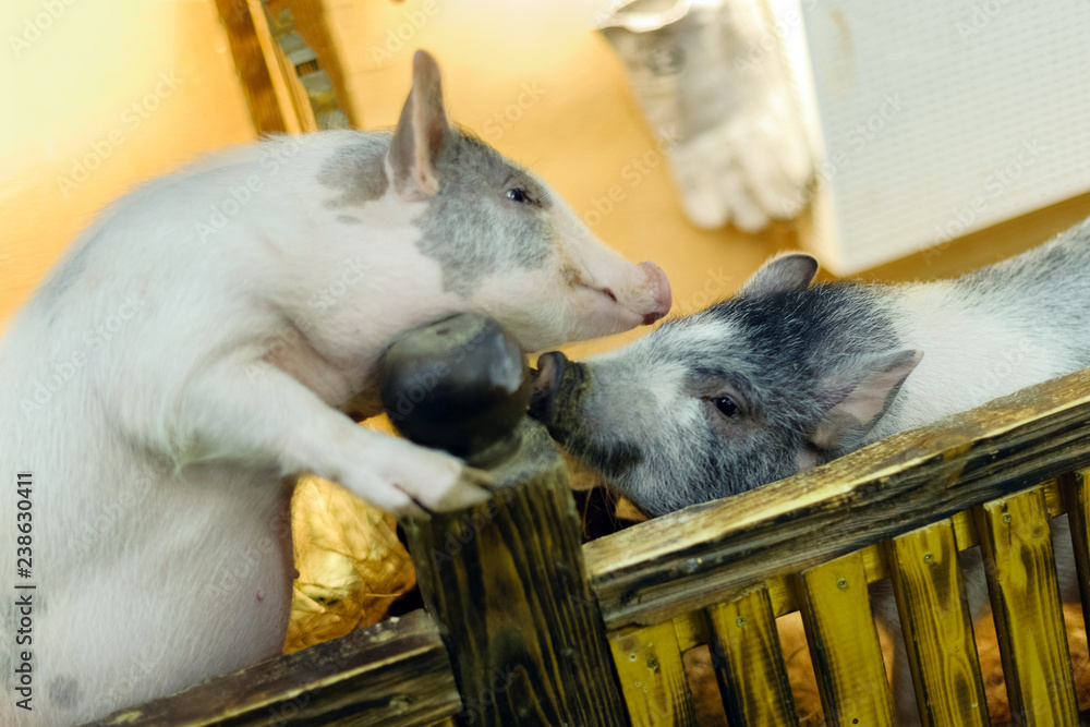 Two decorative pigs - mini pigs - look out of their pens., animals in ...